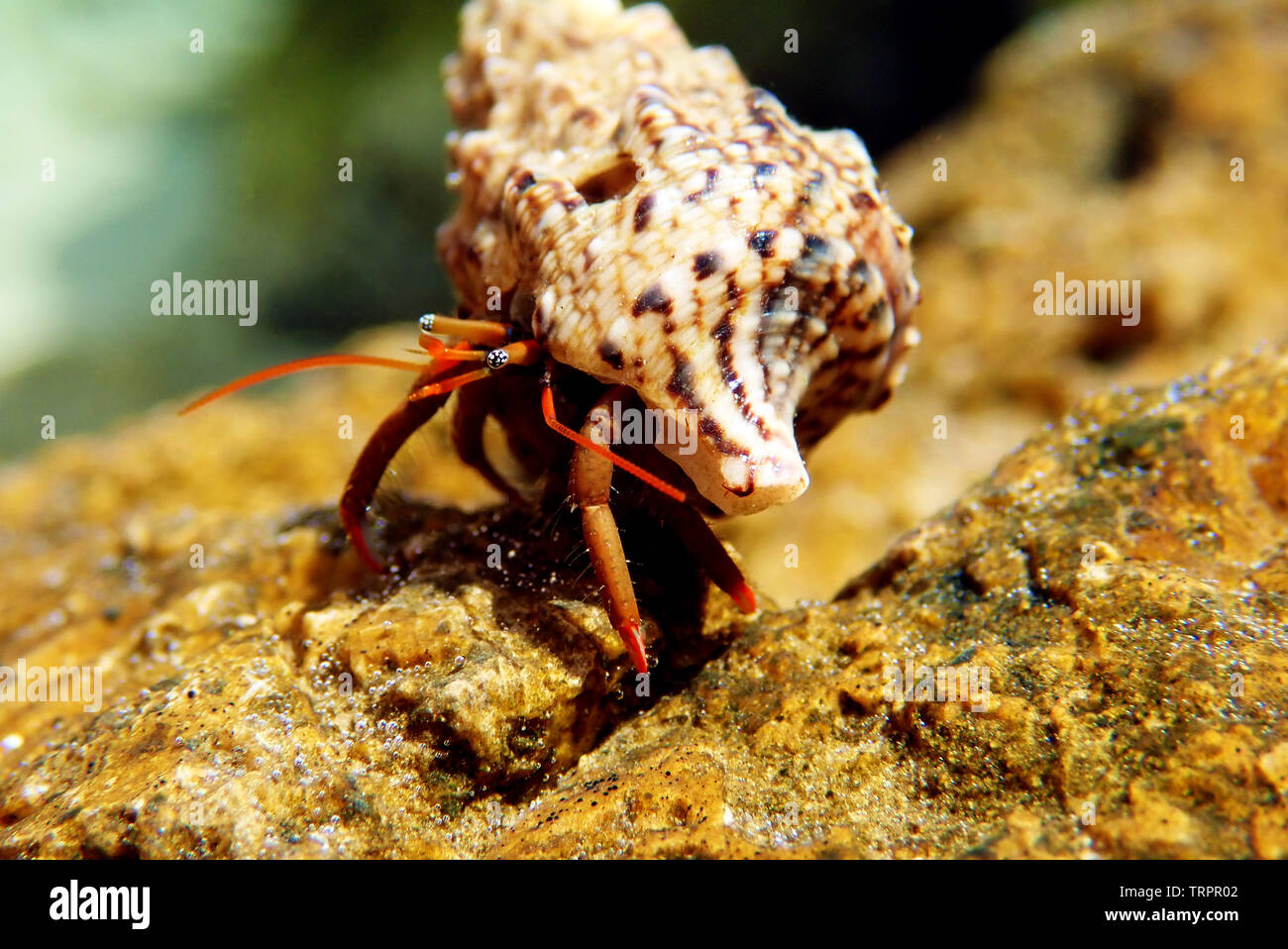 Clibanarius erythropus hi-res stock photography and images - Alamy