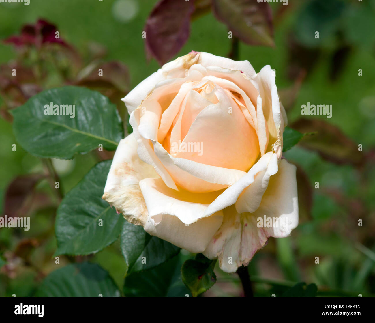 Rosa 'Diamond Jubilee' Stock Photo - Alamy
