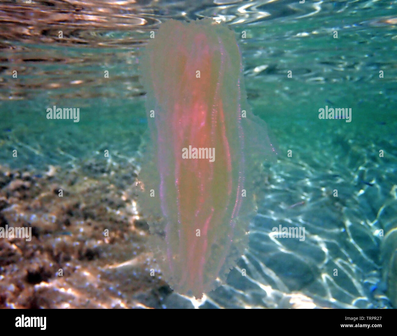 Sea walnut comb jellyfish - Mnemiopsis leidyi Stock Photo - Alamy