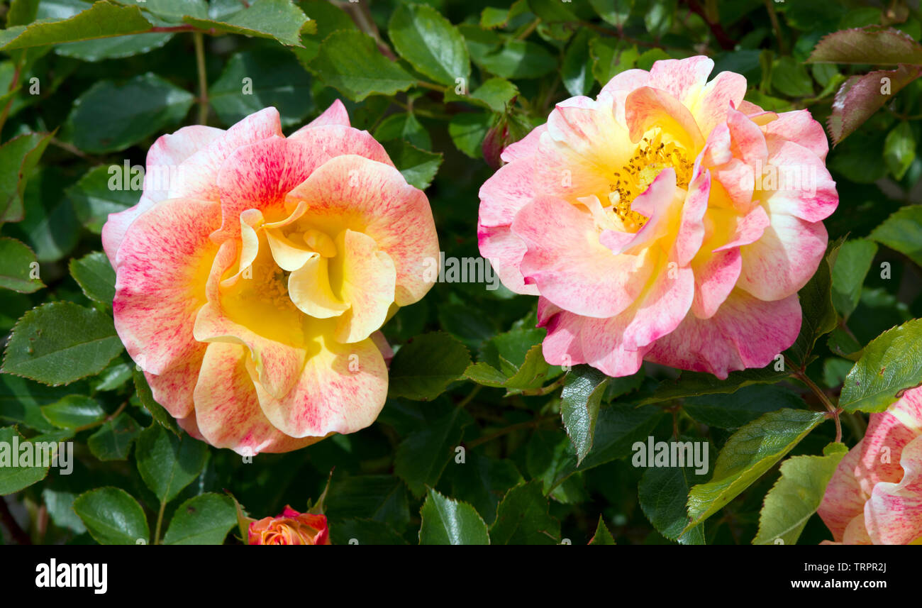 Rose Michel Serrault Stock Photo - Alamy