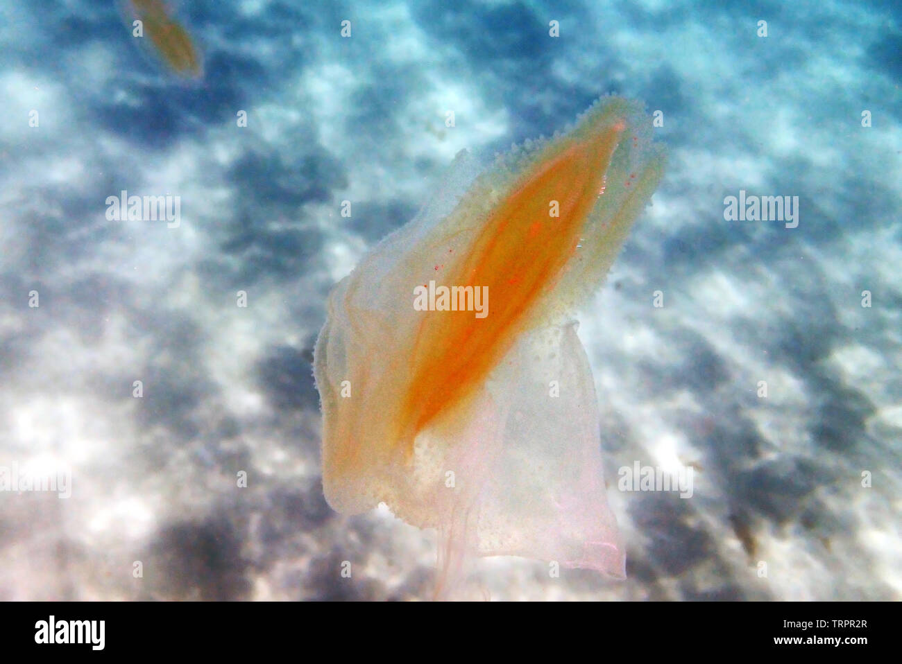 Sea walnut comb jellyfish - Mnemiopsis leidyi Stock Photo - Alamy