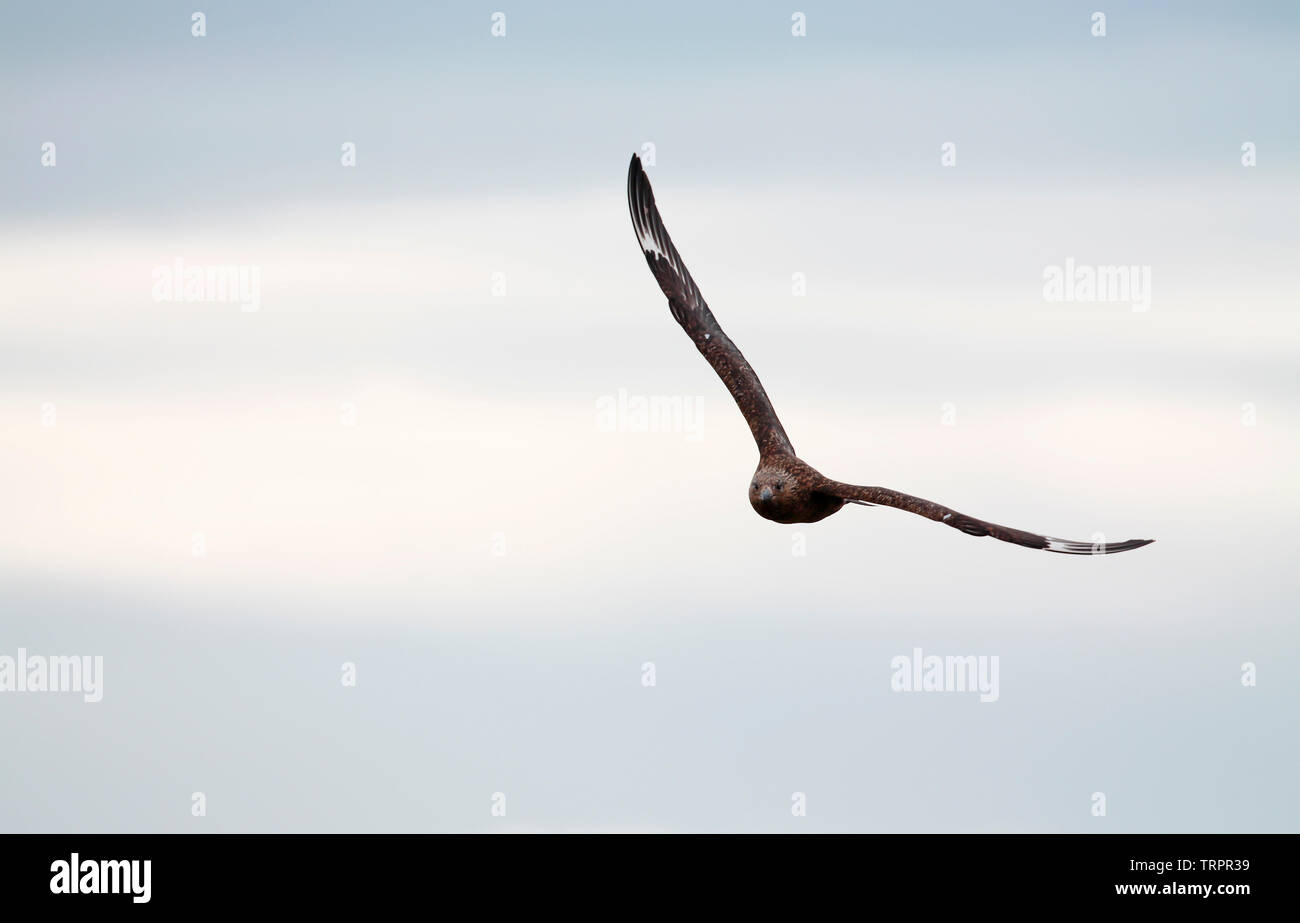 Great Skua or Bonxie [Stecorarius skua] - Iceland Stock Photo - Alamy