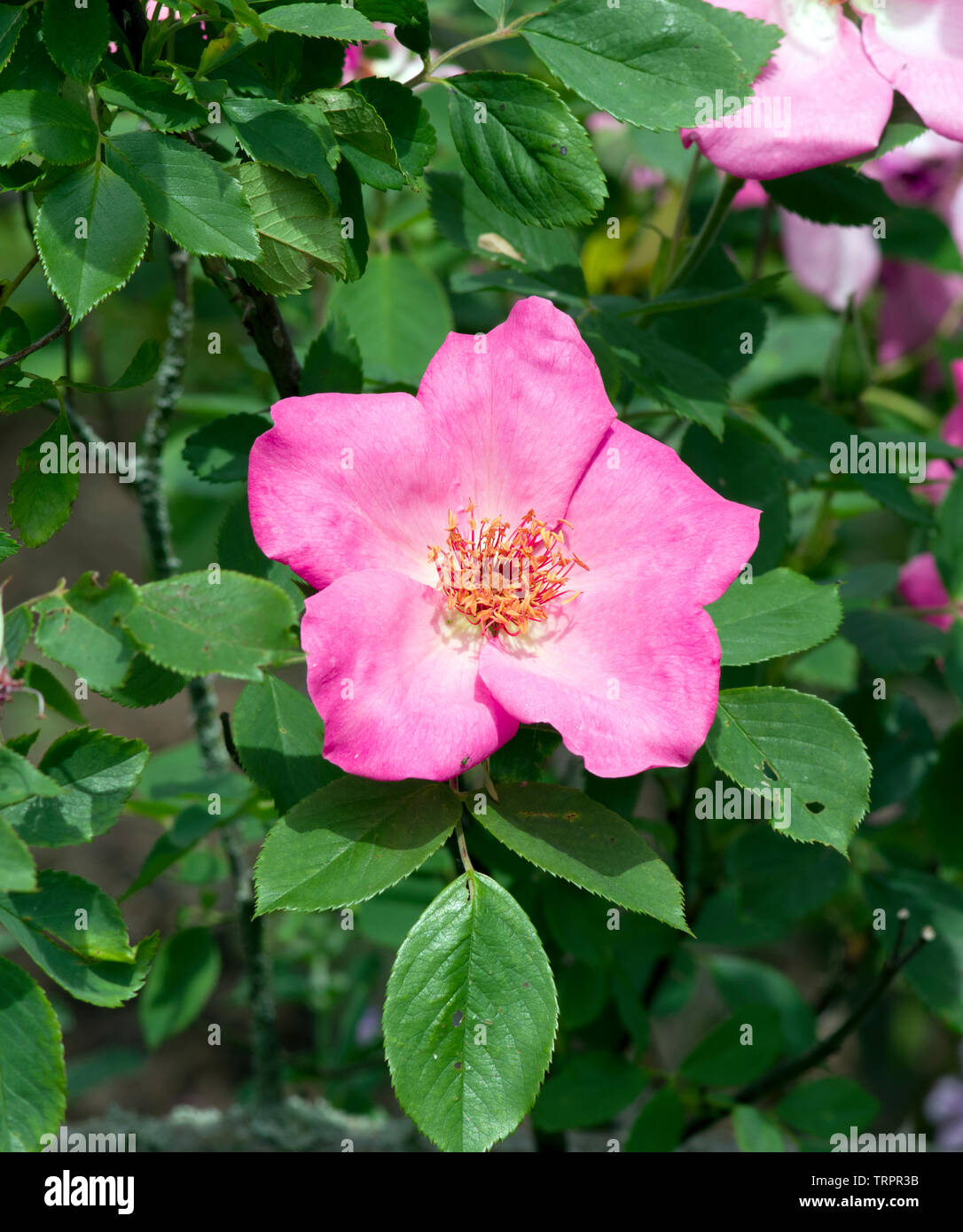 Rosa flamingo hi-res stock photography and images - Alamy