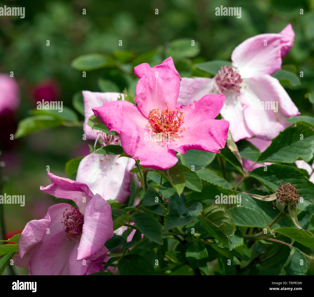Rosa flamingo hi-res stock photography and images - Alamy