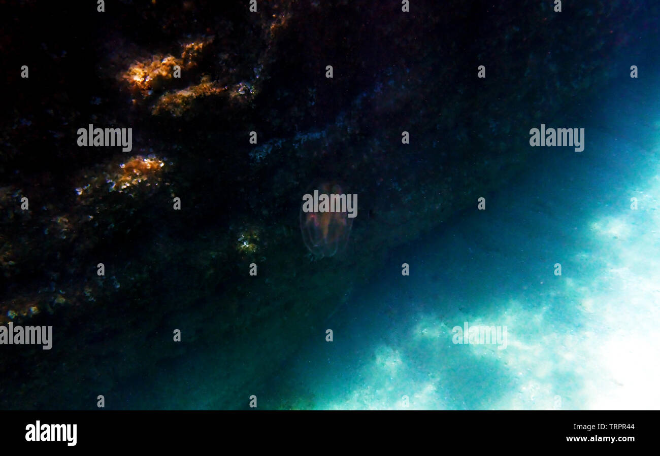 Sea walnut comb jellyfish - Mnemiopsis leidyi Stock Photo - Alamy