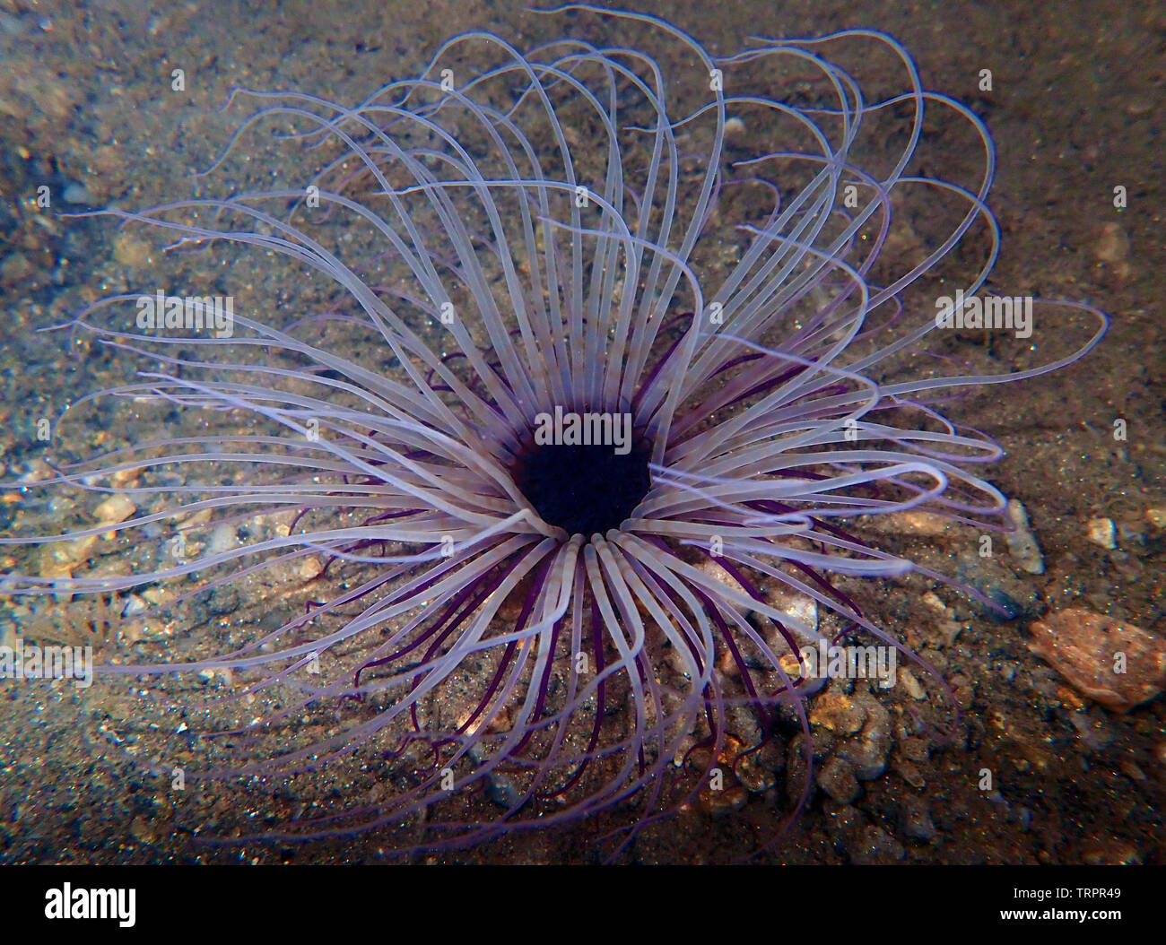 Mediterranean Tube Anemone - Cerianthus membranaceus Stock Photo - Alamy