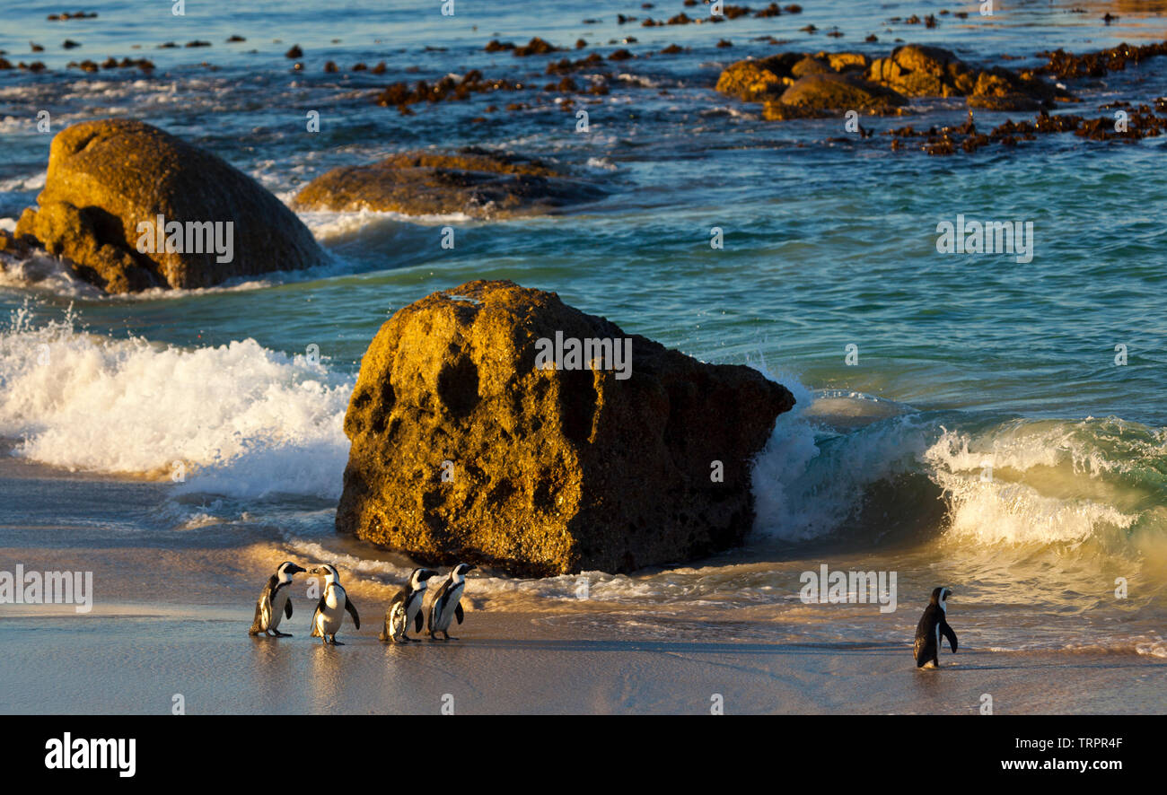 AFRICAN PENGUIN, False Bay, South Africa, Africa Stock Photo - Alamy