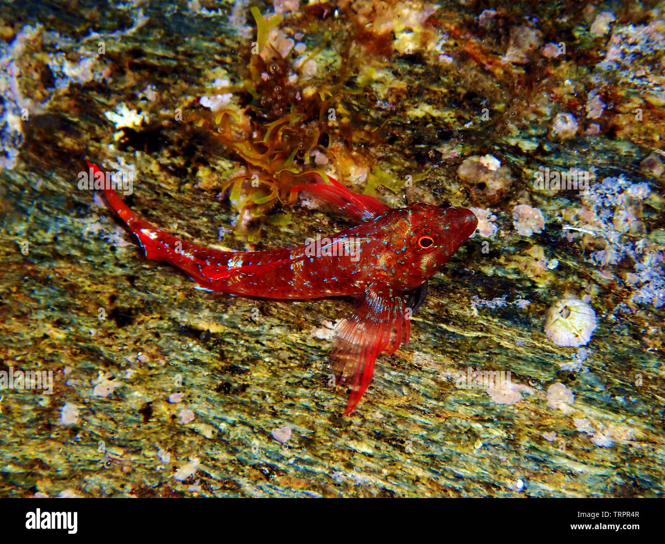 Black and red triplefin hi-res stock photography and images - Alamy