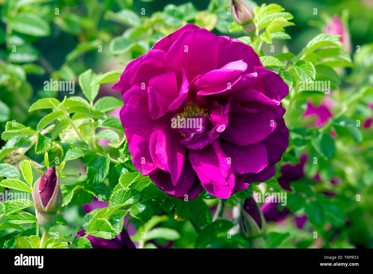 Signe relander hi-res stock photography and images - Alamy