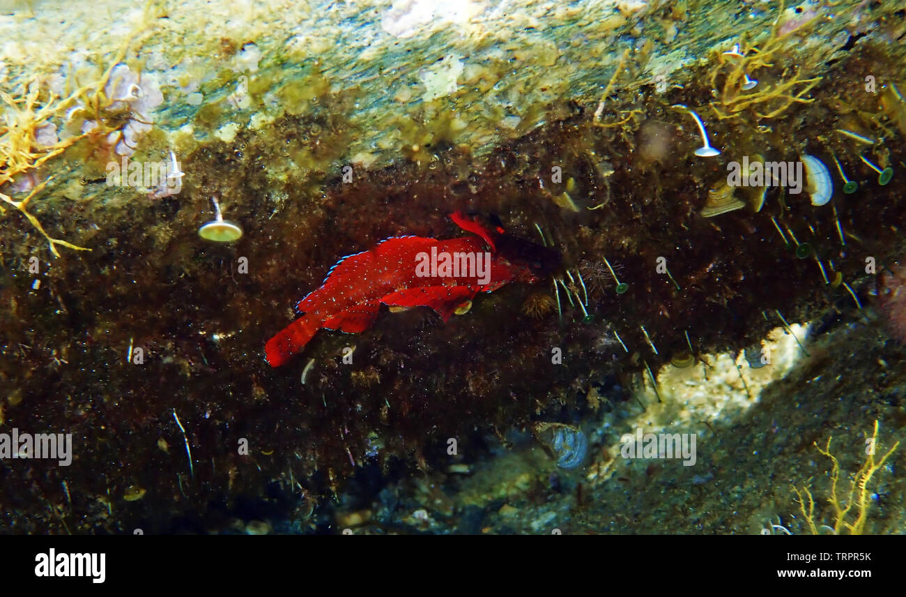 Red-black triplefin - (Tripterygion tripteronotum Stock Photo - Alamy