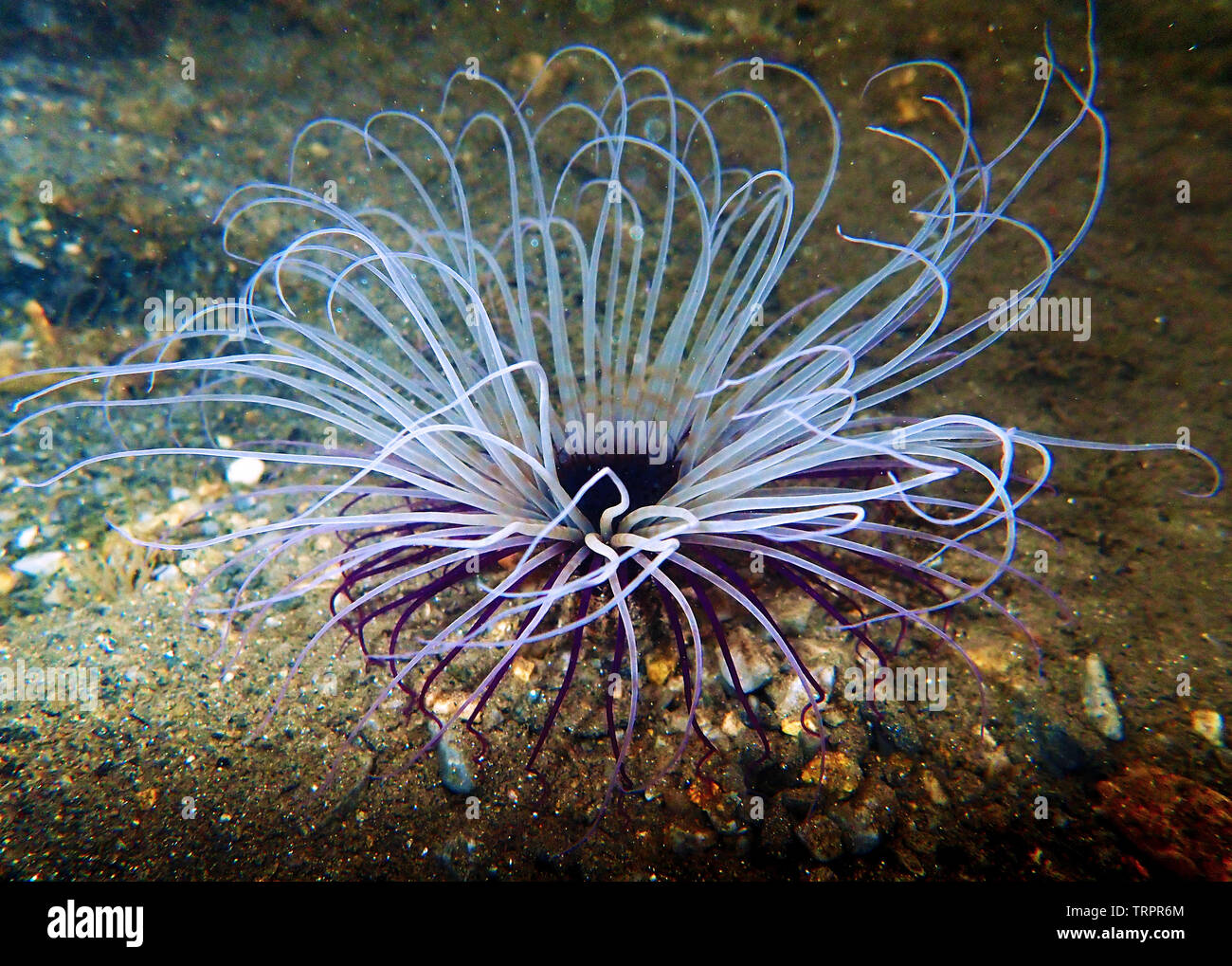 Mediterranean Tube Anemone - Cerianthus membranaceus Stock Photo - Alamy