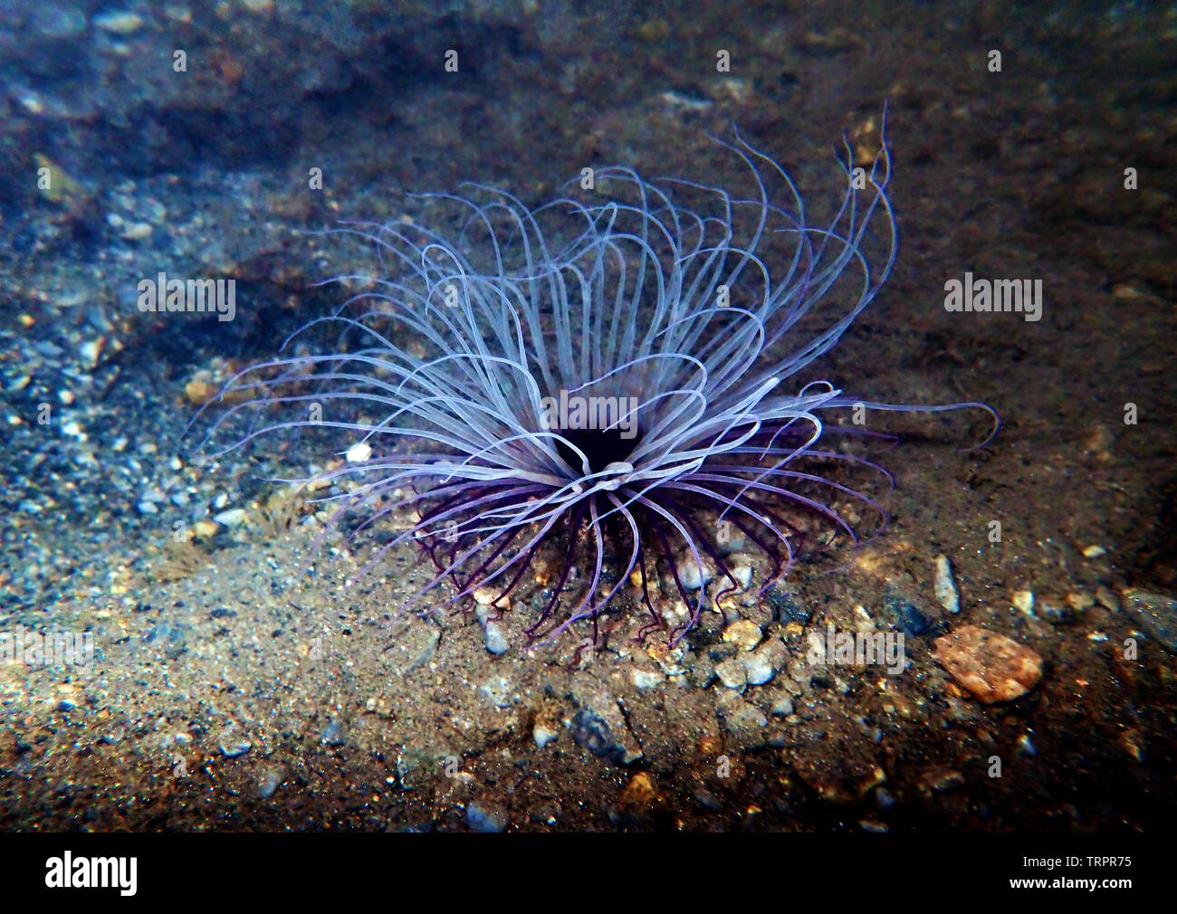 Mediterranean Tube Anemone - Cerianthus membranaceus Stock Photo - Alamy