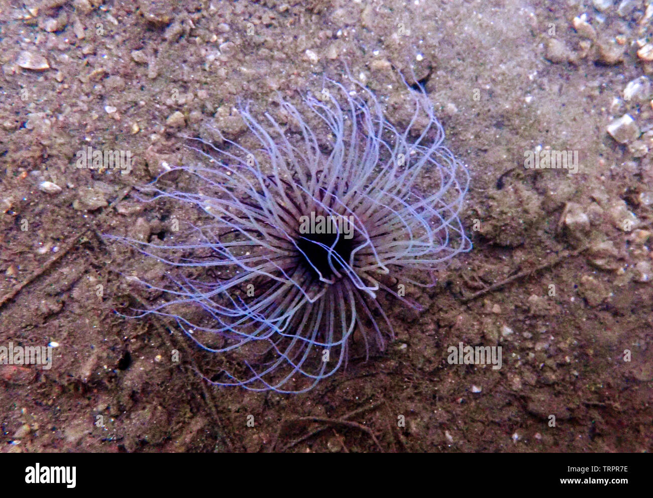 Mediterranean Tube Anemone - Cerianthus membranaceus Stock Photo - Alamy