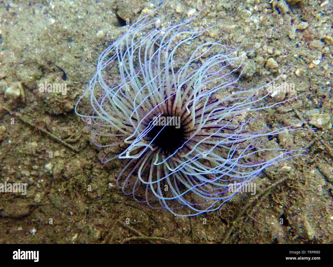 Mediterranean Tube Anemone - Cerianthus membranaceus Stock Photo - Alamy