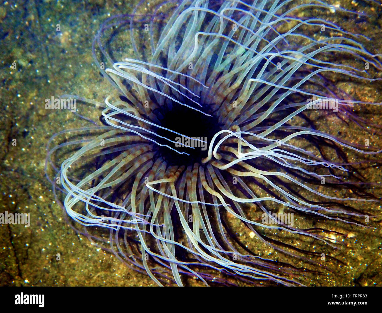 Mediterranean Tube Anemone - Cerianthus membranaceus Stock Photo - Alamy