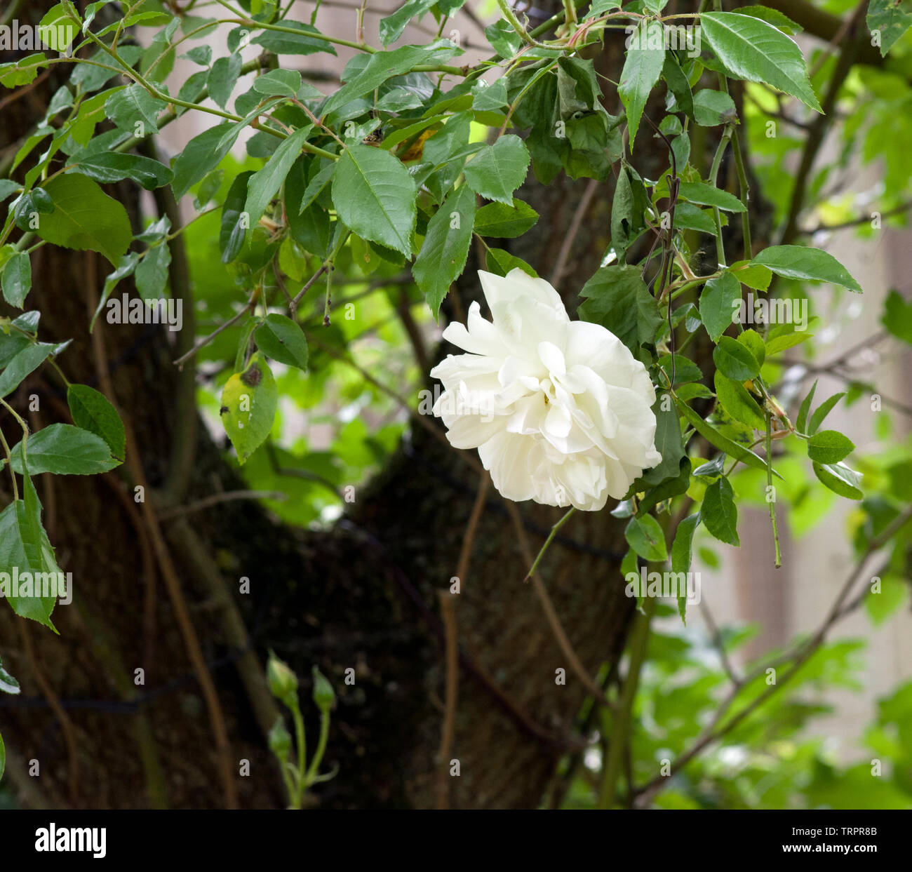 Rose Iceberg climber Stock Photo - Alamy