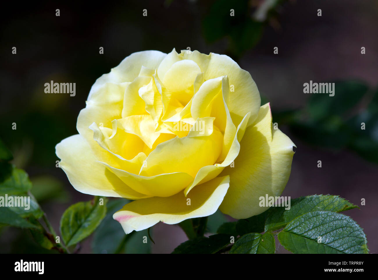 Rustica 91 hi-res stock photography and images - Alamy