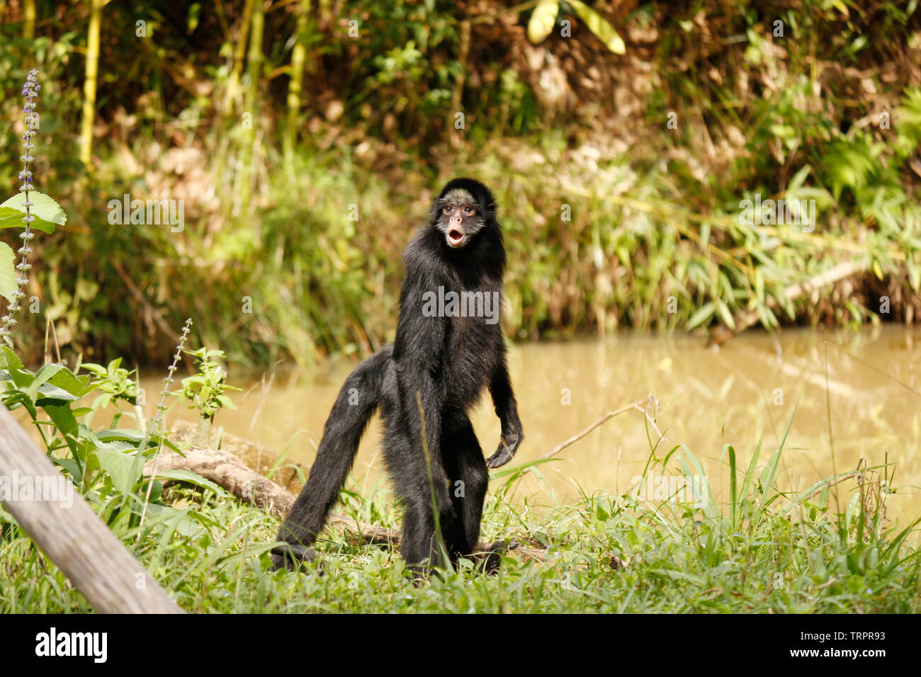 Monkey Standing High Resolution Stock Photography and Images - Alamy