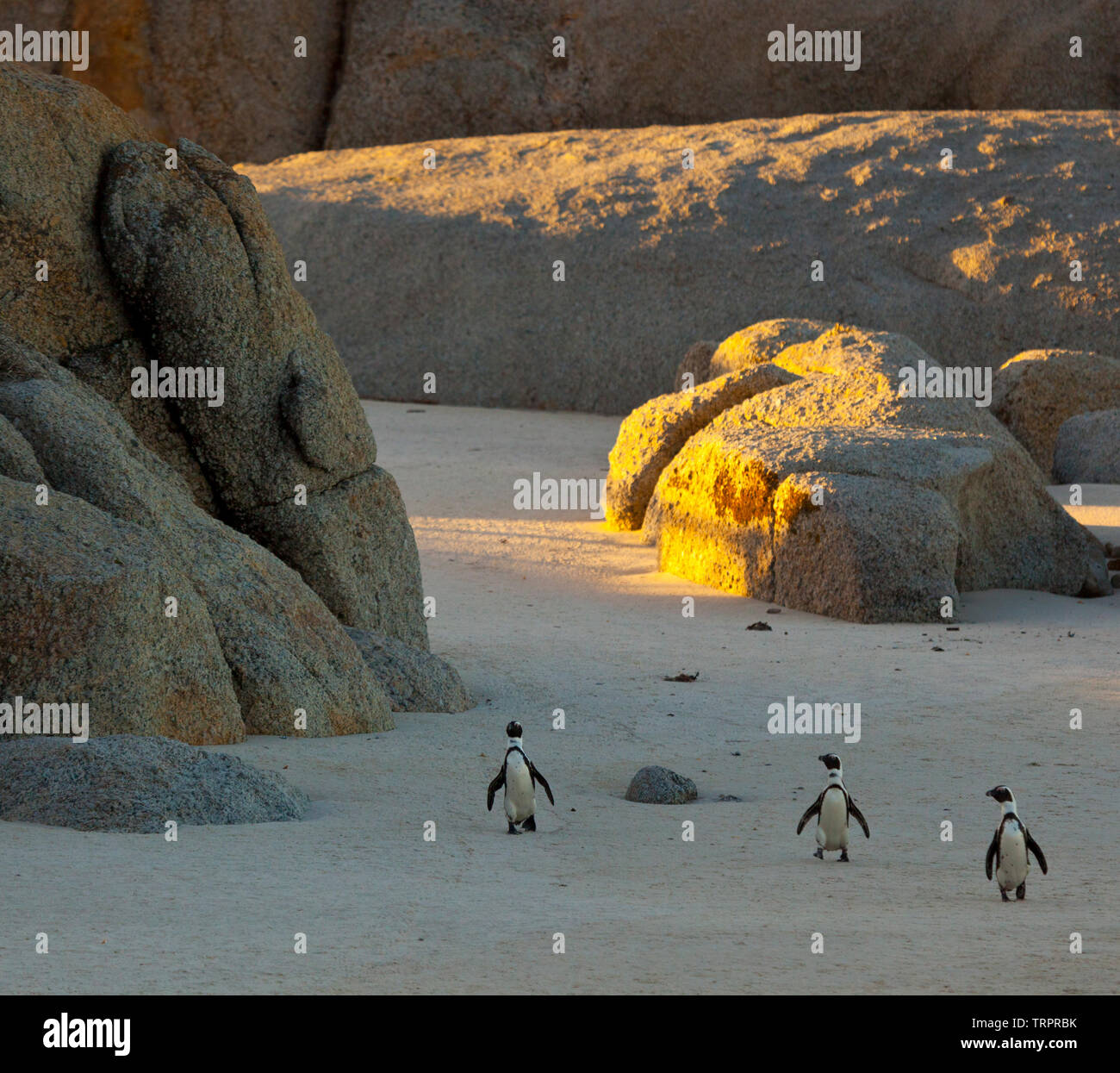 AFRICAN PENGUIN, False Bay, South Africa, Africa Stock Photo - Alamy