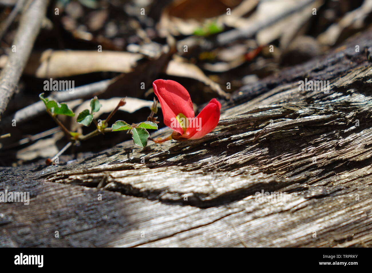 Victorian postman hi-res stock photography and images - Alamy