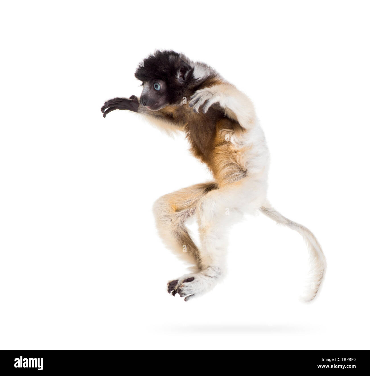 Soa, 4 months old, Crowned Sifaka, jumping against white background ...