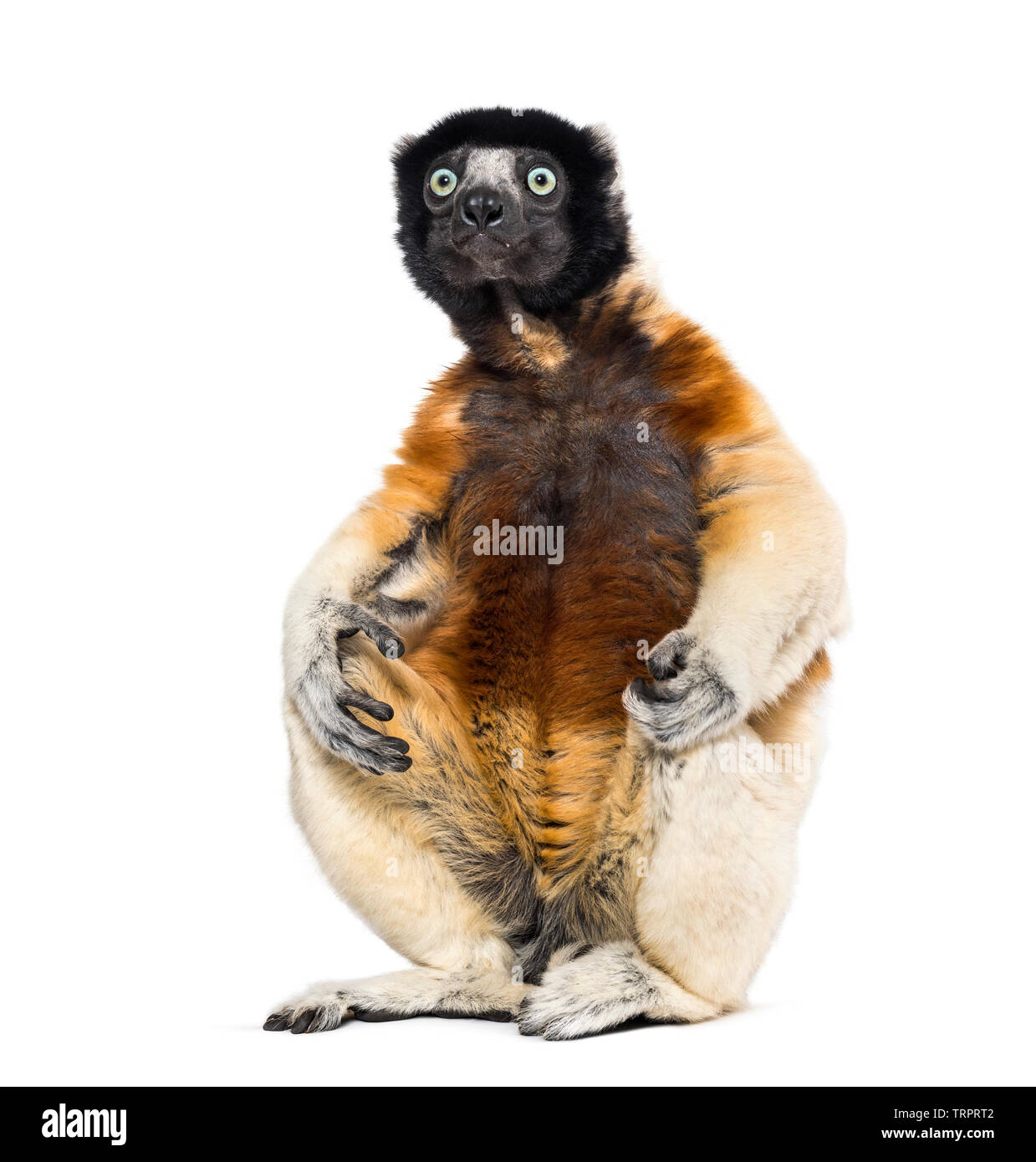 Crowned Sifaka sitting against white background Stock Photo - Alamy