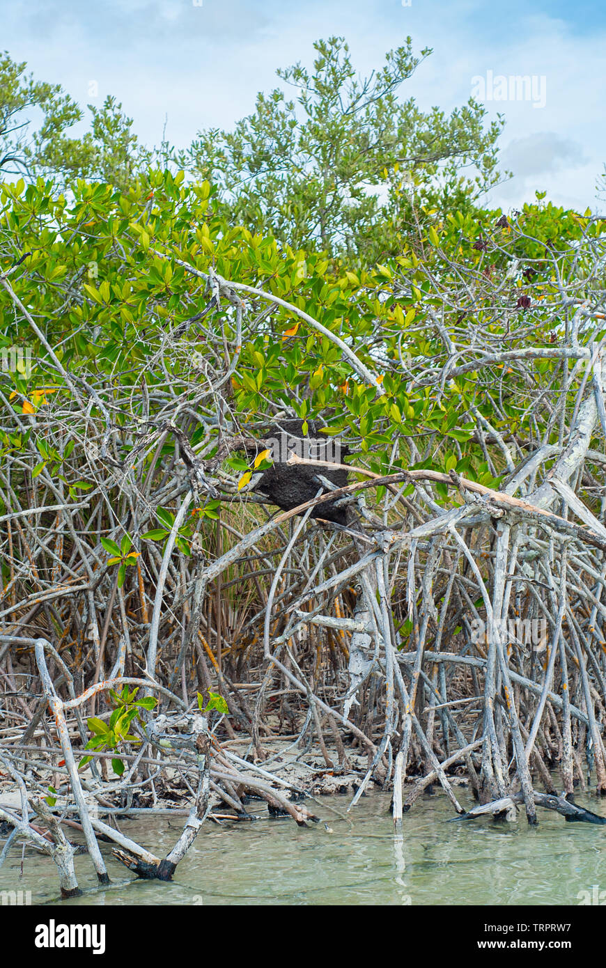 Termite Mound in the vegetation of the biosphere of Sian Ka'an nature ...