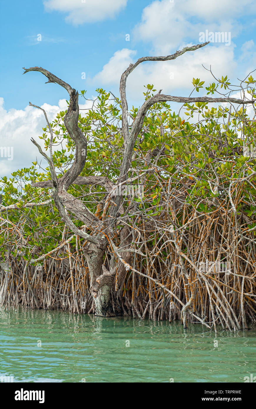 Mangrove trunks of the biosphere of Sian Ka'an nature reserve Stock ...