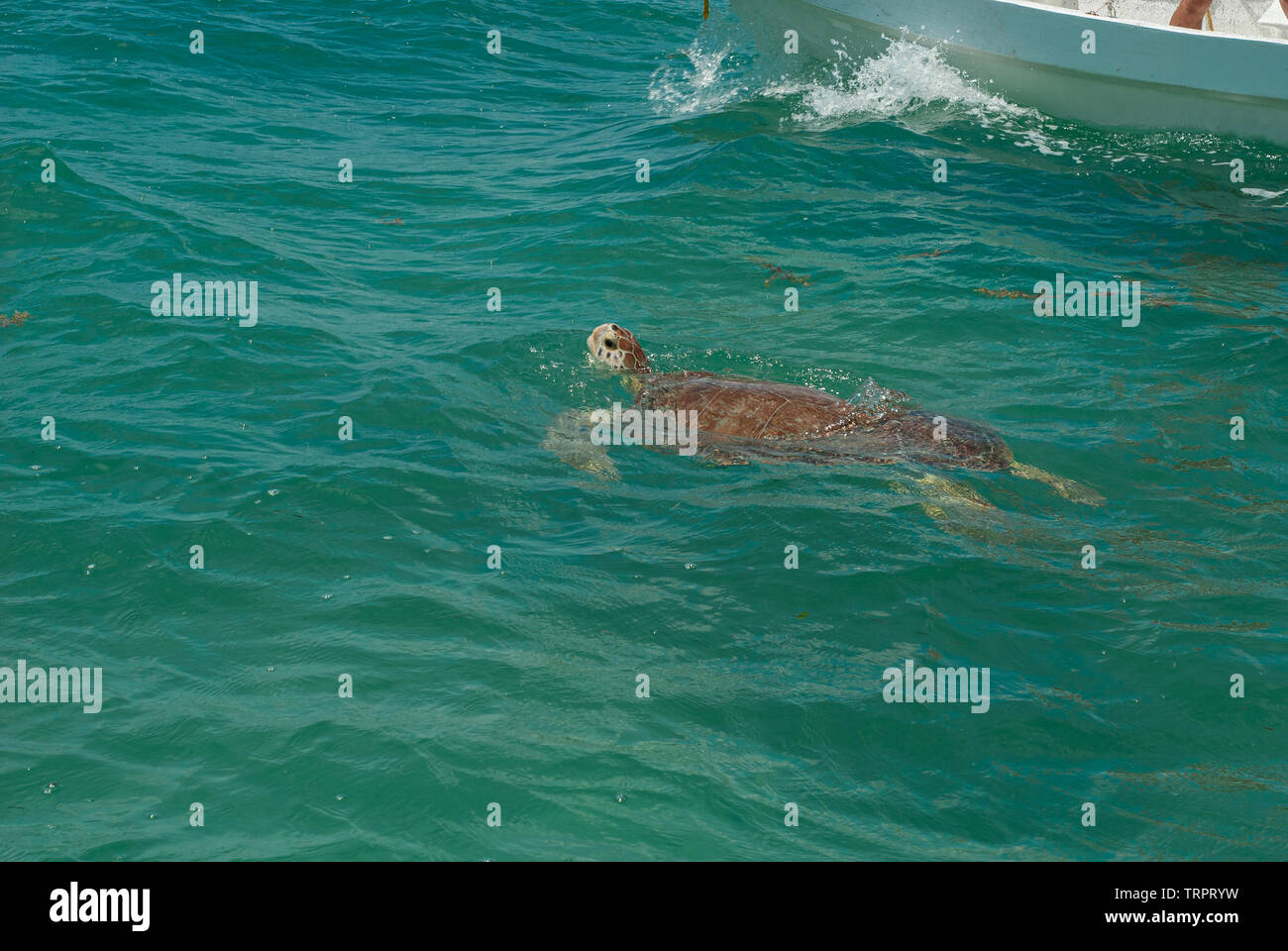 Sea turtle with brown carapace in the biosphere of Sian Ka'an nature ...