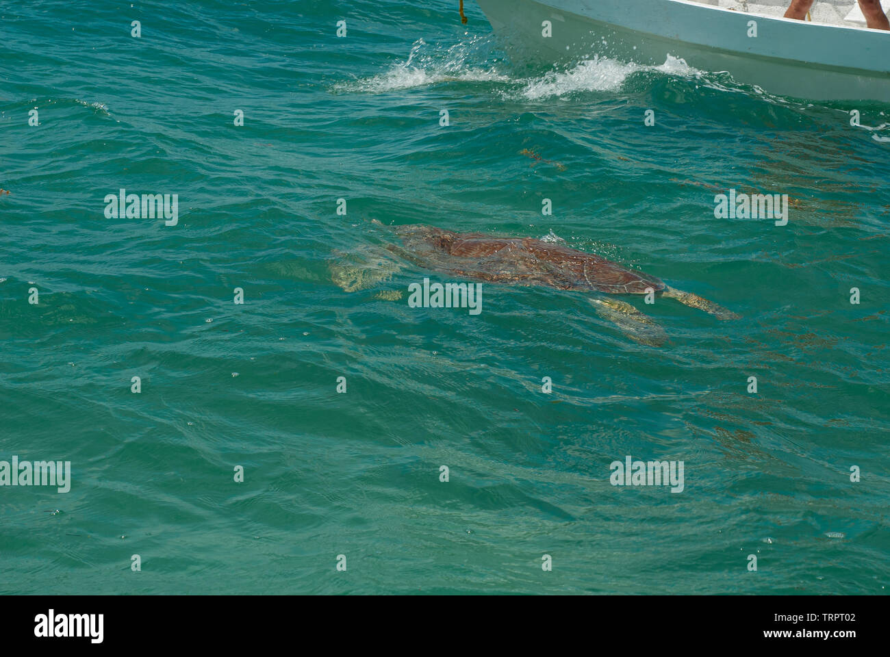 Brown tortoise shell of a sea turtle in the biosphere of Sian Ka'an ...