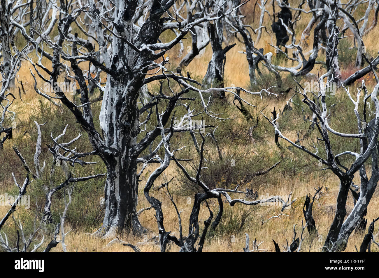 dead trees, Torres del Paine NP, Chile Stock Photo - Alamy