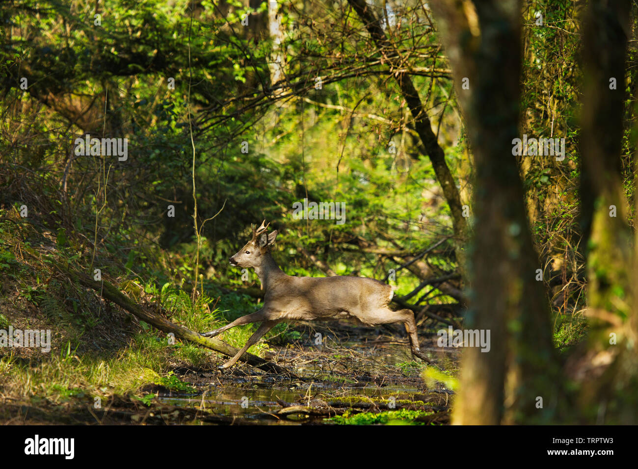 Jumping deer hi-res stock photography and images - Alamy