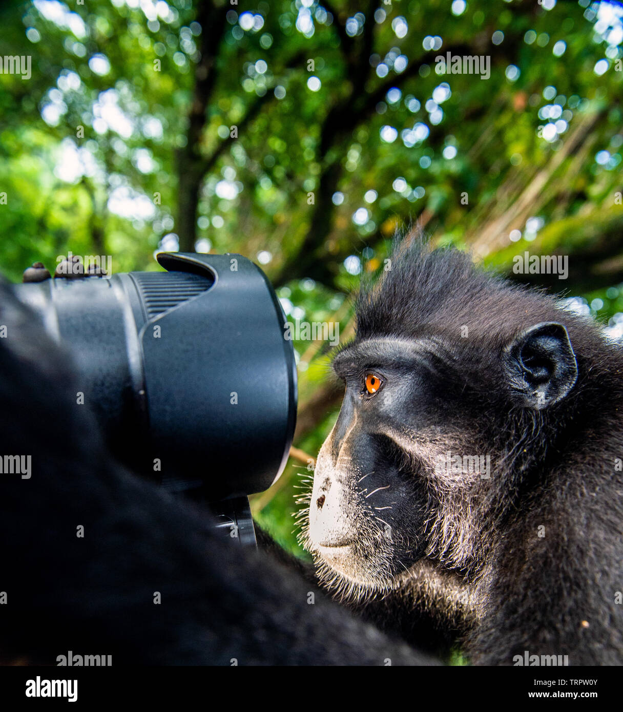 Monkey looks into the lens. The Celebes crested macaque. Crested black ...