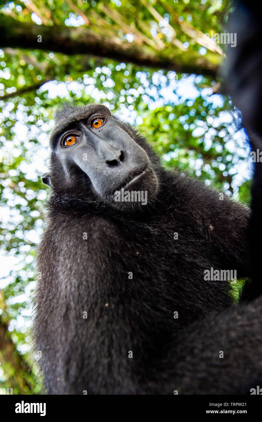 The Celebes crested macaque. Close up portrait, wide angle. Crested ...