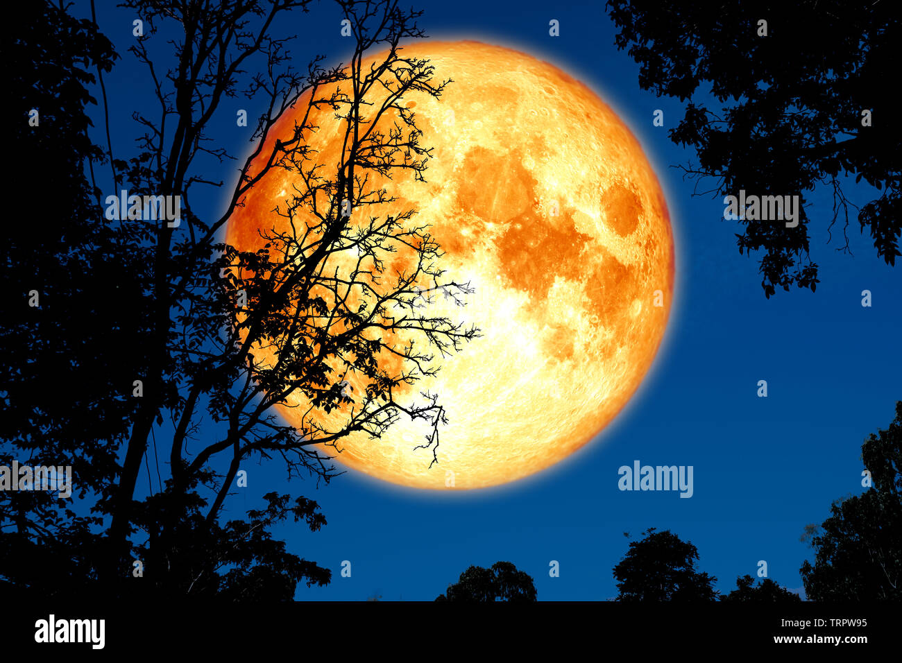 full crust moon back on silhouette plant and trees on night sky ...