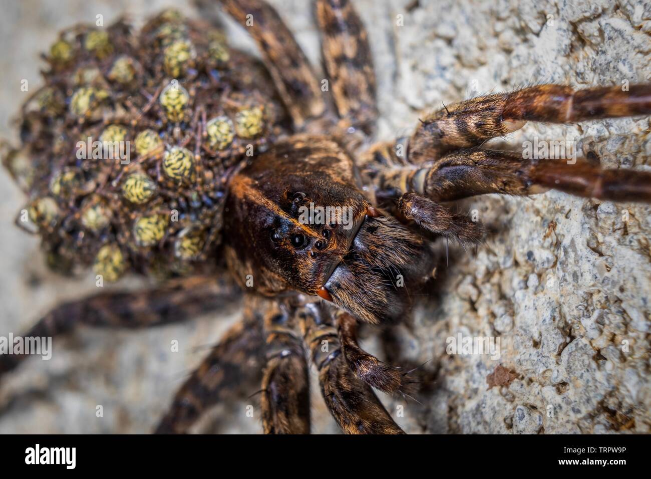 A mother wolf spider carries her young Stock Photo - Alamy