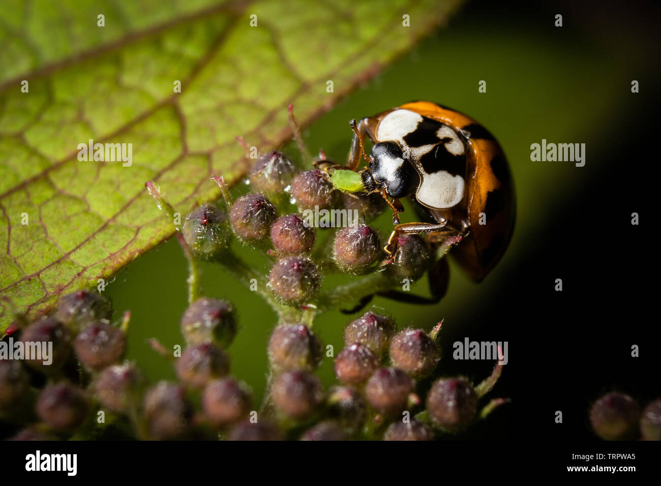 Ladybug close hi-res stock photography and images - Alamy
