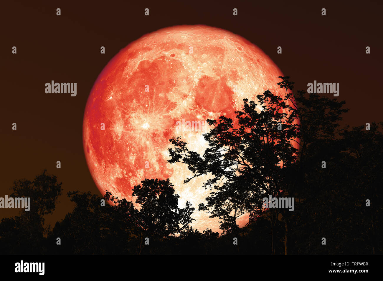 full sap moon back on silhouette plant and trees on night sky, Elements ...