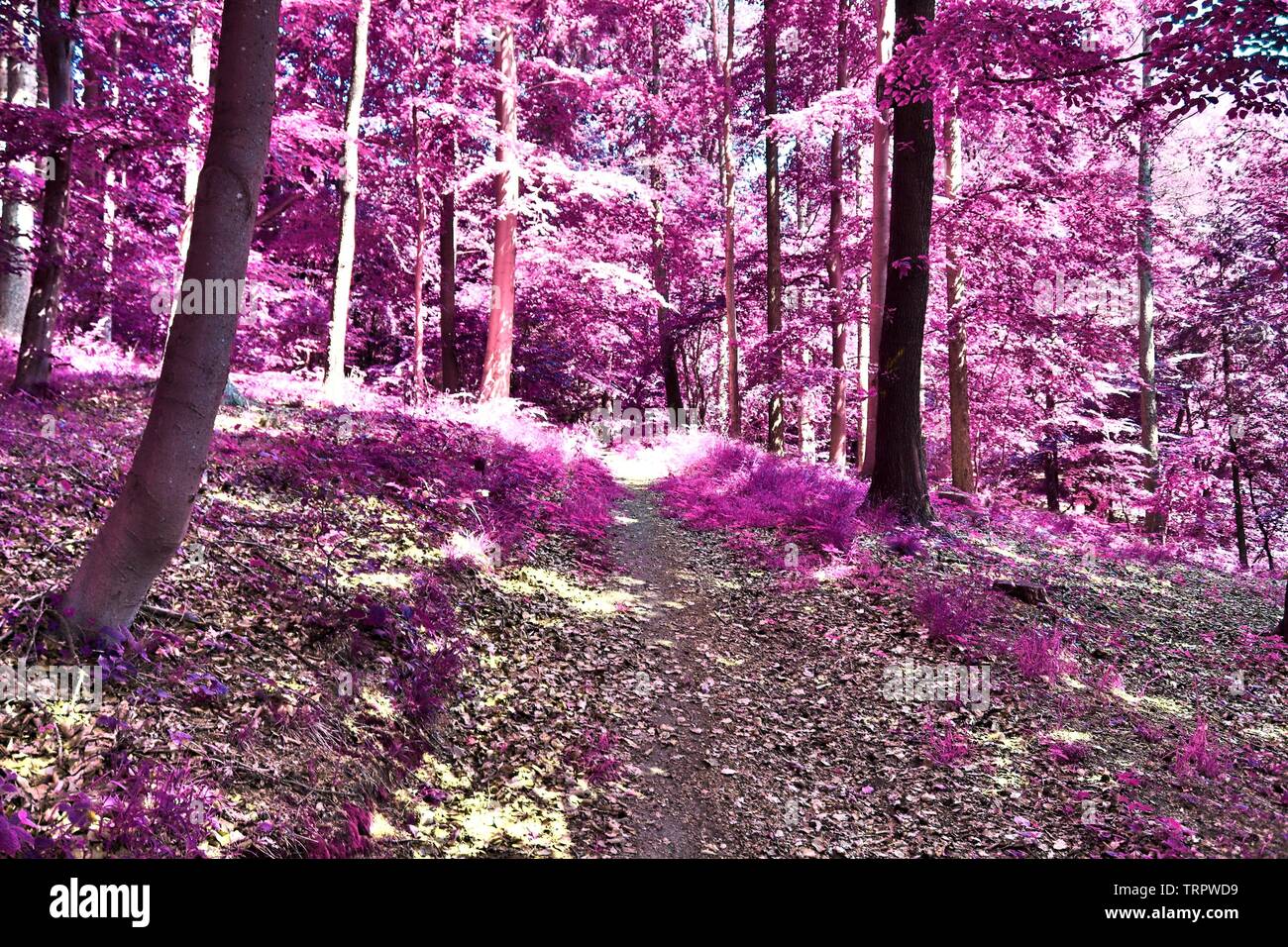 Beautiful fantasy infrared views into a mystery purple forest Stock ...
