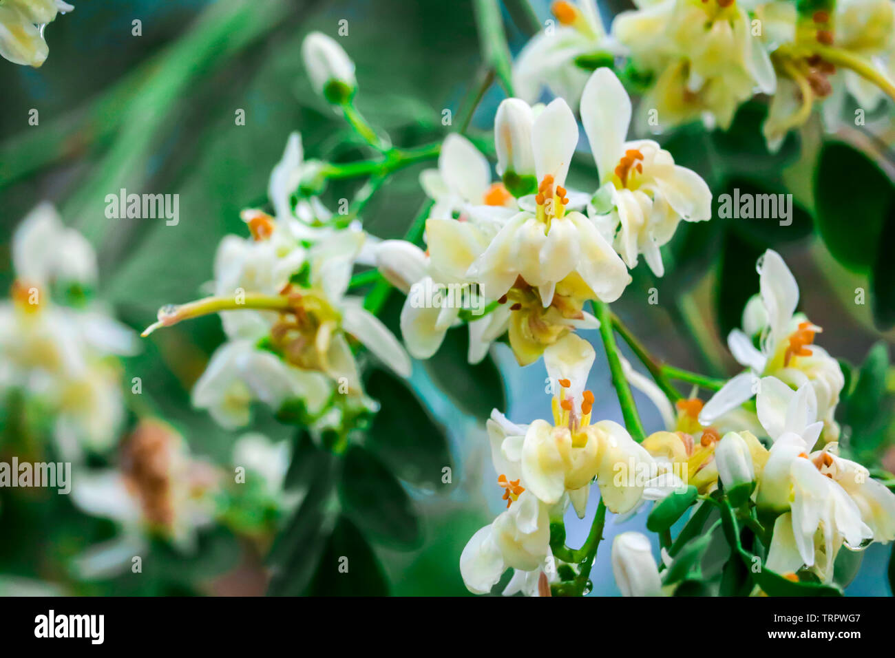 Horse radish tree or Drumstick is a rich source of vitamins, minerals ...