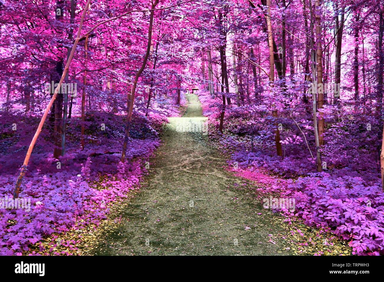 Ethereal wooden walkway bridge hi-res stock photography and images - Alamy