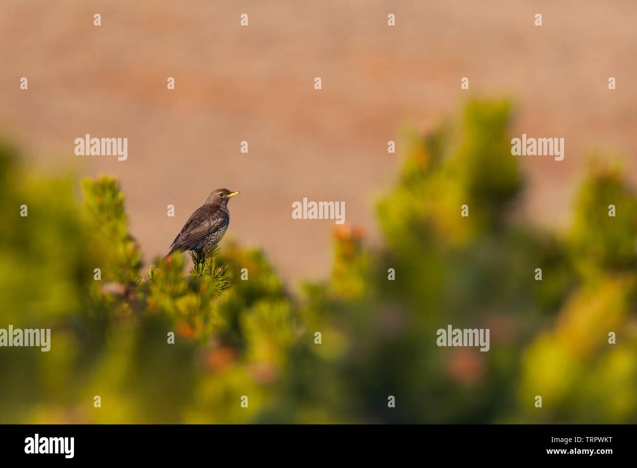 Ring ouzel (Turdus torquatus) female, habitat shot of a beautiful ...