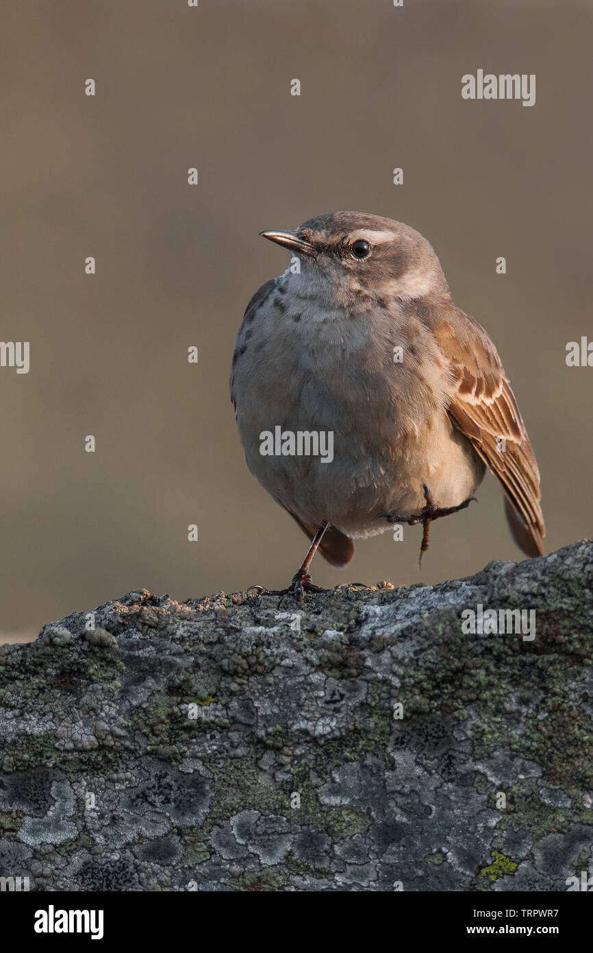 Water pipit (Anthus spinoletta), beautiful songbird sitting on a stone ...