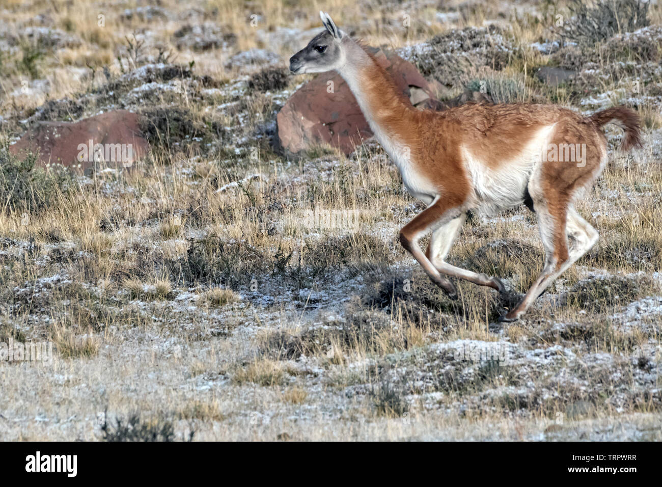 Running guanacos hi-res stock photography and images - Alamy
