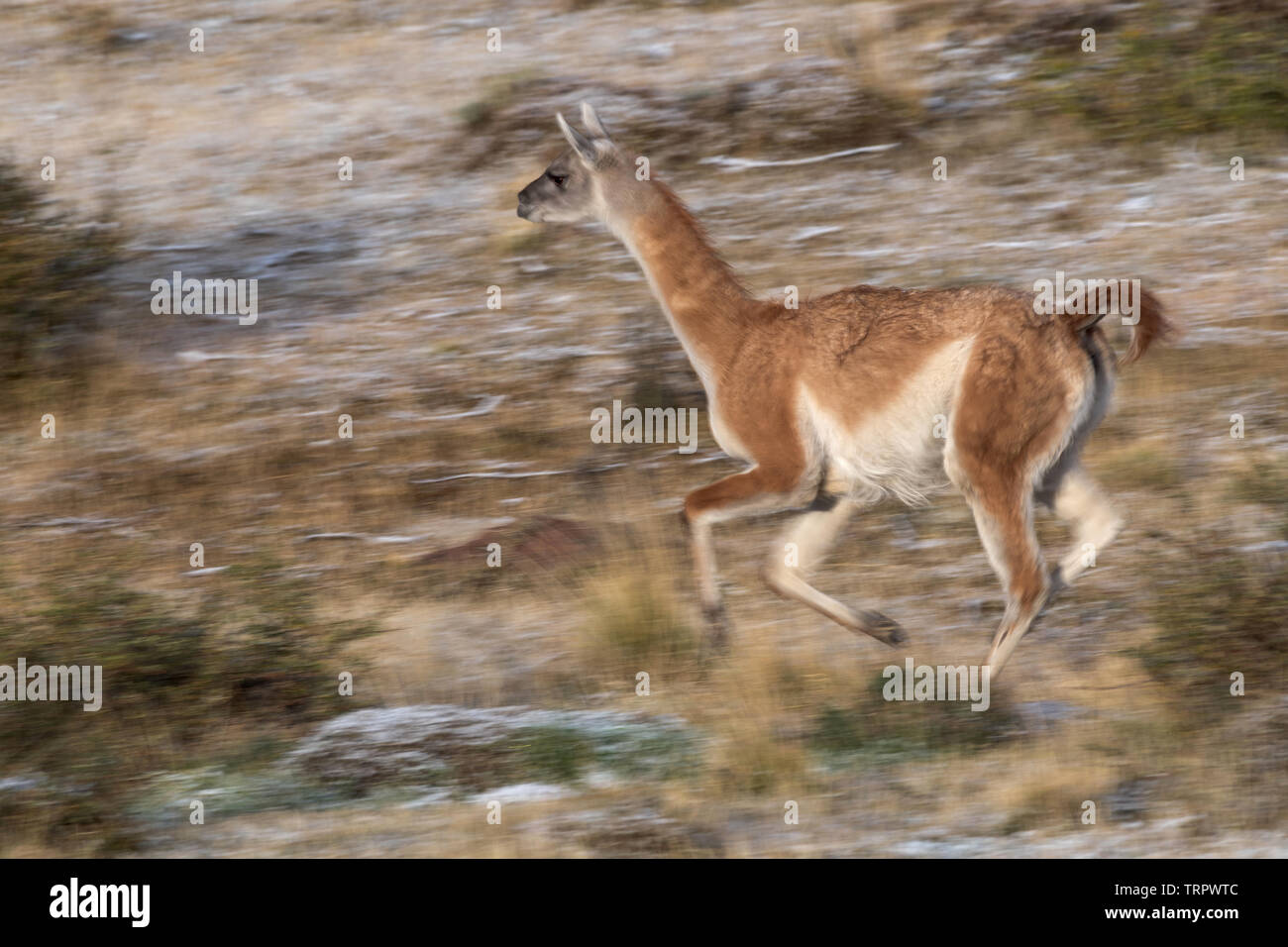 Running guanacos hi-res stock photography and images - Alamy