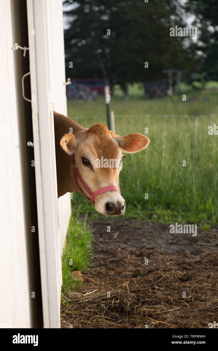 A brown Jersey cow looks out from the barn on her DeKalb County ...