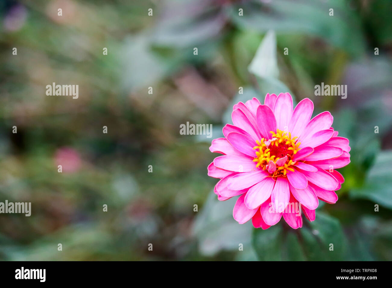 Zinnias magenta color blooming and blur leaves background ,it is ...