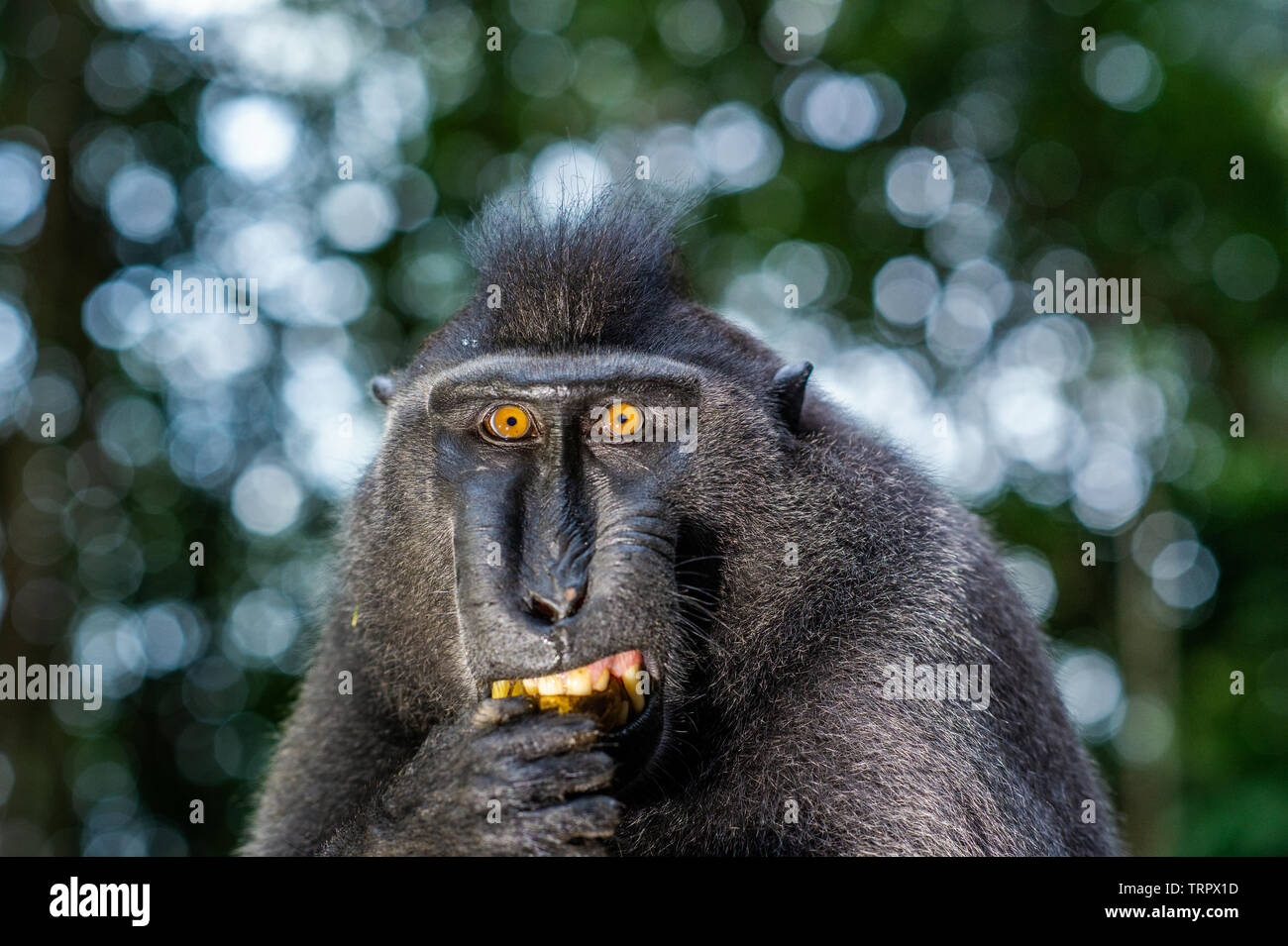 The Celebes crested macaque. Crested black macaque, Sulawesi crested ...