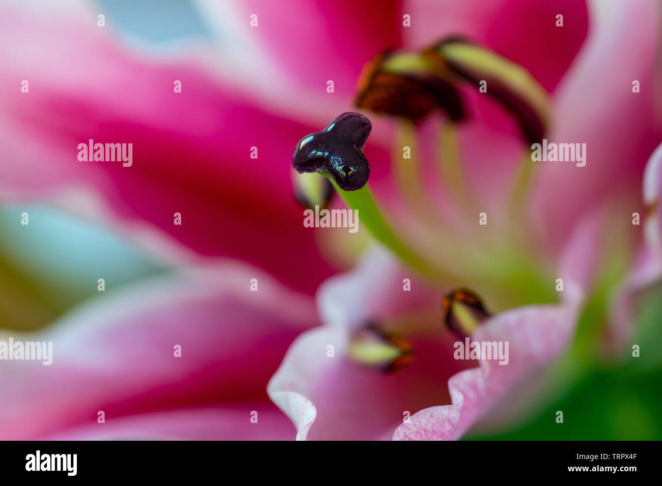 Parts of a lily hi-res stock photography and images - Alamy