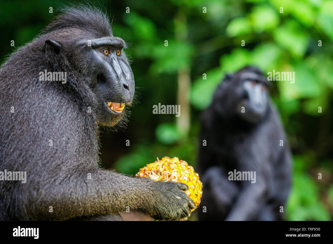 The Celebes crested macaque eating pineapple. Crested black macaque ...